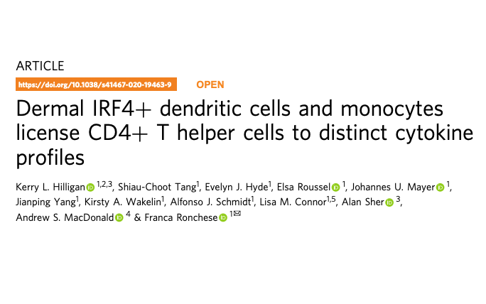 Dermal IRF4+ dendritic cells and monocytes license CD4+ T helper cells ...