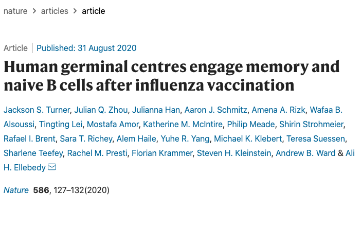 Human germinal centers engage memory and naive B cells after influenza ...